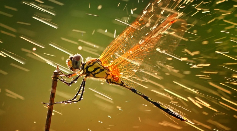 Jurassic chirp: scientists recreate ancient insect song – Planet Tech News Jurassic chirp: scientists recreate ancient insect song – Planet Tech News